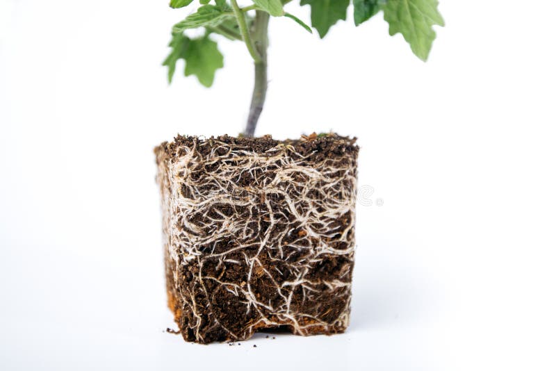 Seedlings root system stock photo. Image of garden, fresh - 205469744