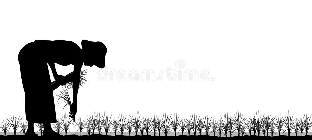 Rice Planting Stock Illustrations – 2,033 Rice Planting Stock ...