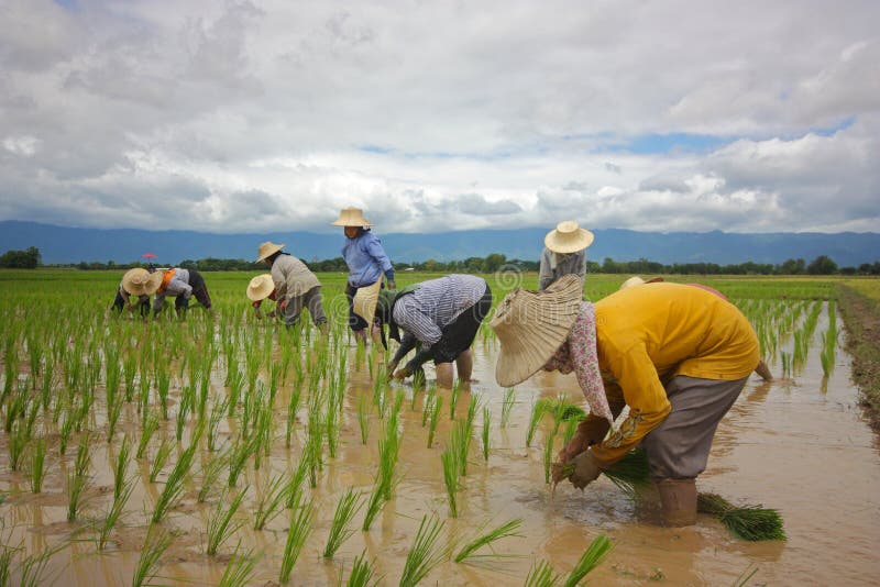 Transplanting rice machine stock image. Image of agriculture - 34825869