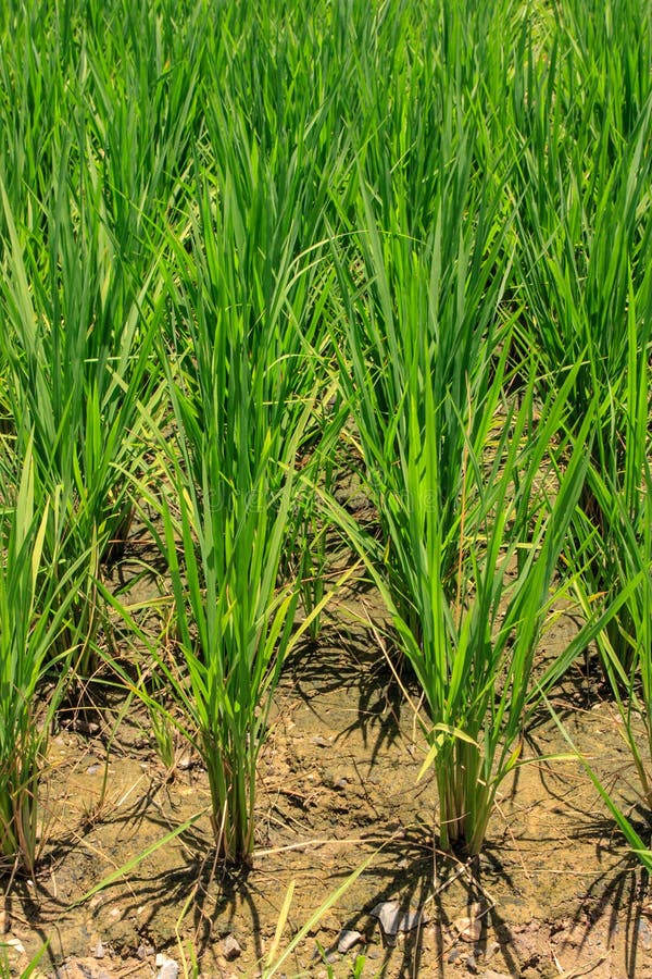 The Transplanting Rice Farming. Stock Image - Image of farm, oriental ...