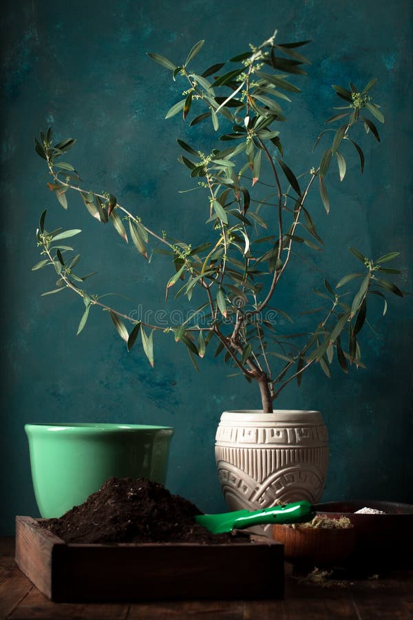 Transplanting a Young Olive Tree into a New Pot Stock Image - Image of ...