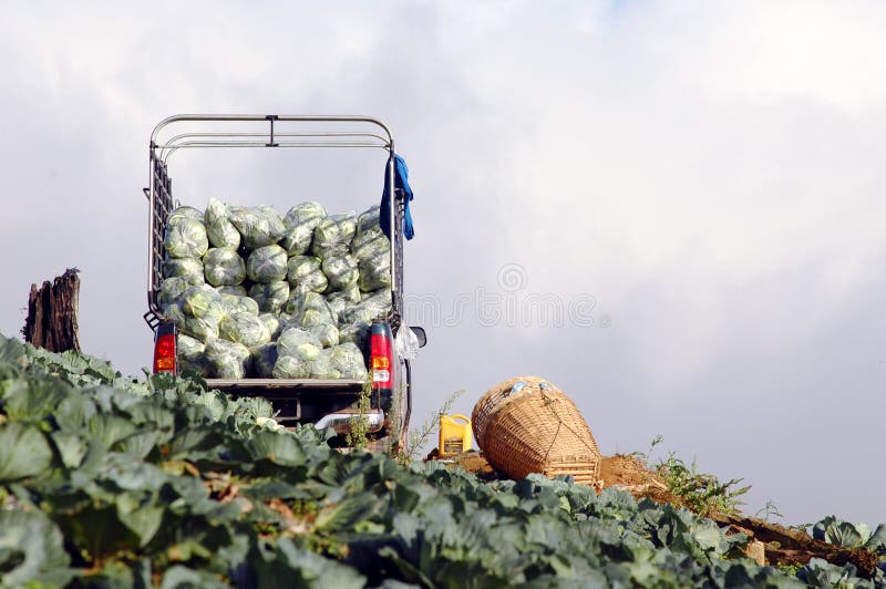 Transport stock photo. Image of head, gardening, cabbage - 3127014