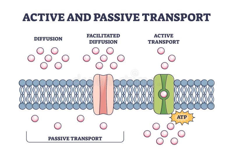 Transport Actif Et Passif Sous Forme De Molécules Mouvement Atypique ... Transport Actif Et Passif Sous Forme De Molécules Mouvement Atypique ...