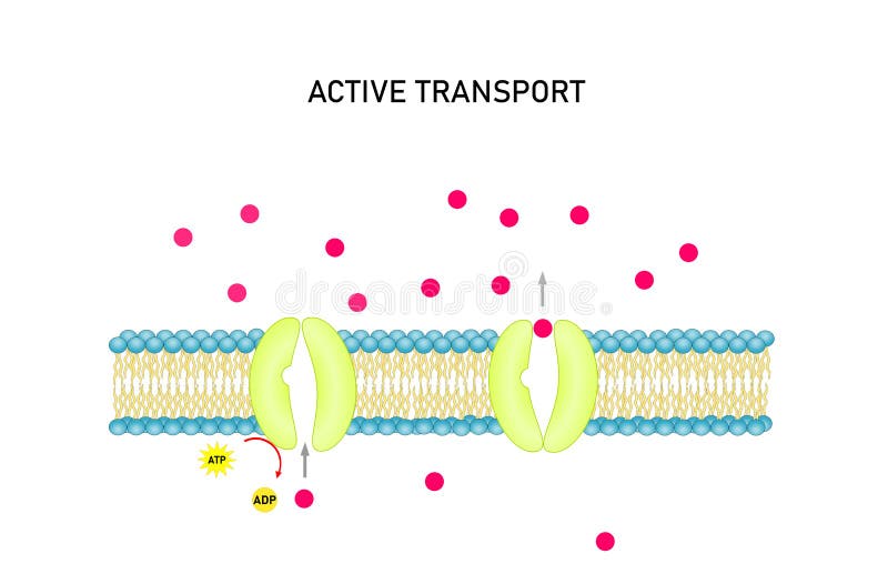 Cellule Humaine De Transport Actif Illustration Stock - Illustration du ... Cellule Humaine De Transport Actif Illustration Stock - Illustration du ...