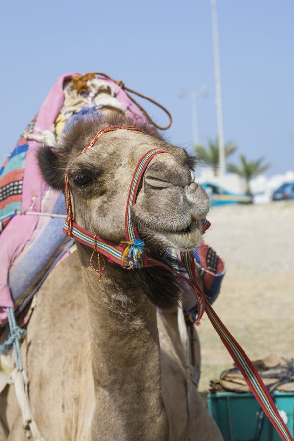 Transport Camel with Bridle Stock Photo - Image of color, expression ...