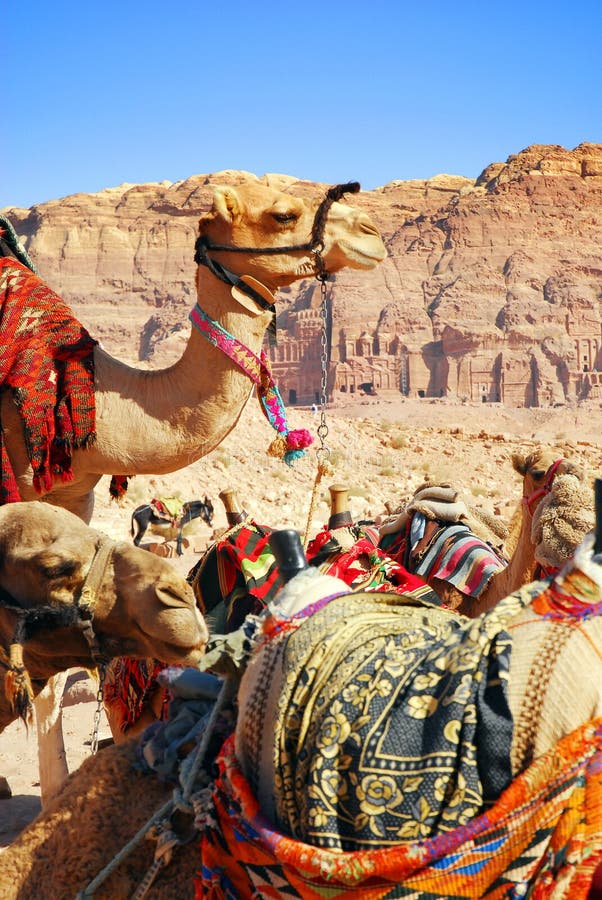 Transport of the desert stock photo. Image of sinai, sunrise - 37161486