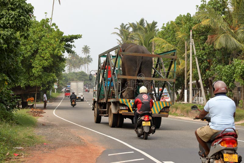 Transport of an Elephant in Sri Lanka Editorial Stock Image - Image of ...