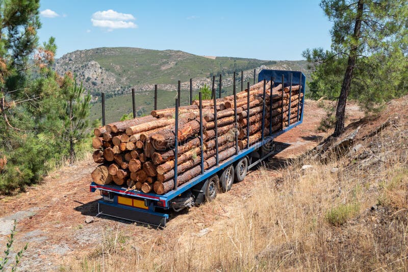 Transport of Logs for the Timber Sector Stock Photo - Image of pine ...