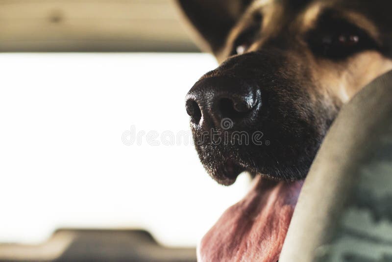 Transportation of a Large Shepherd Dog in the Trunk of a Car without a ...