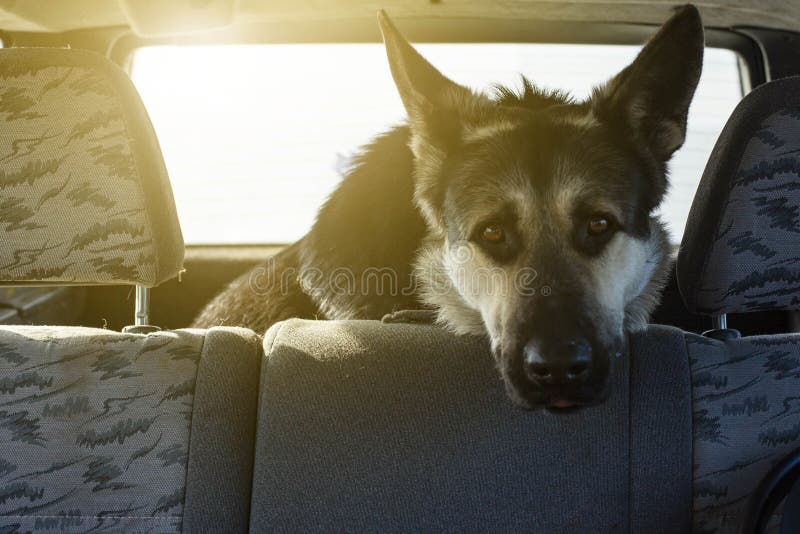 Transportation of a Large Shepherd Dog in the Trunk of a Car without a ...