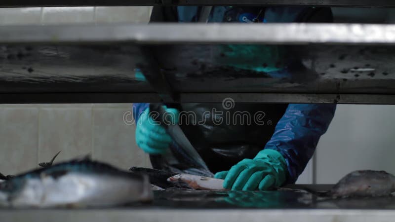Fish Getting Put Onto the Transporter at Modern Fish Factory. Fish Farm ...