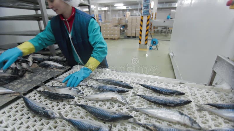 Frozen Fish are Getting Cleaned by the Staff of Factory. Transporting ...