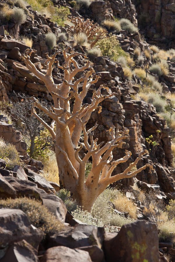 Transvaal Sesame Tree - Namibia Stock Image - Image of plant, tree ...