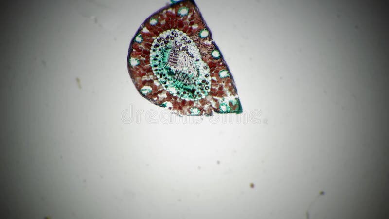 Transversal Section on Pinus Leaf Filmed Under Microscope with 40x ...