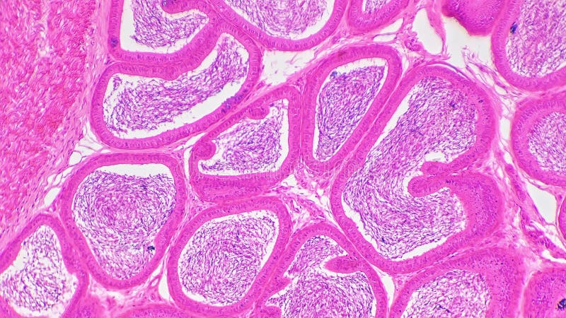 Testis of the Rat in Cross Section Stock Footage - Video of diagnose ...