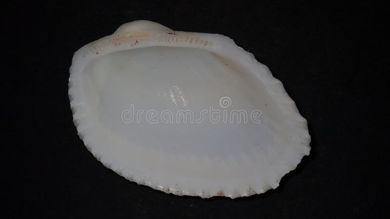 Transverse Ark Stock Photos - Free & Royalty-Free Stock Photos from ...