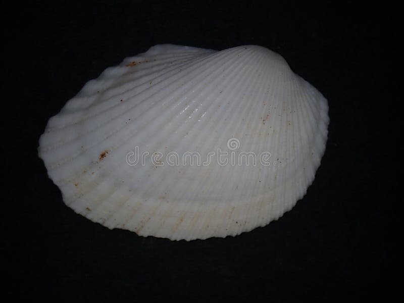 Transverse Ark (Anadara Transversa) Close-up on a Black Background ...