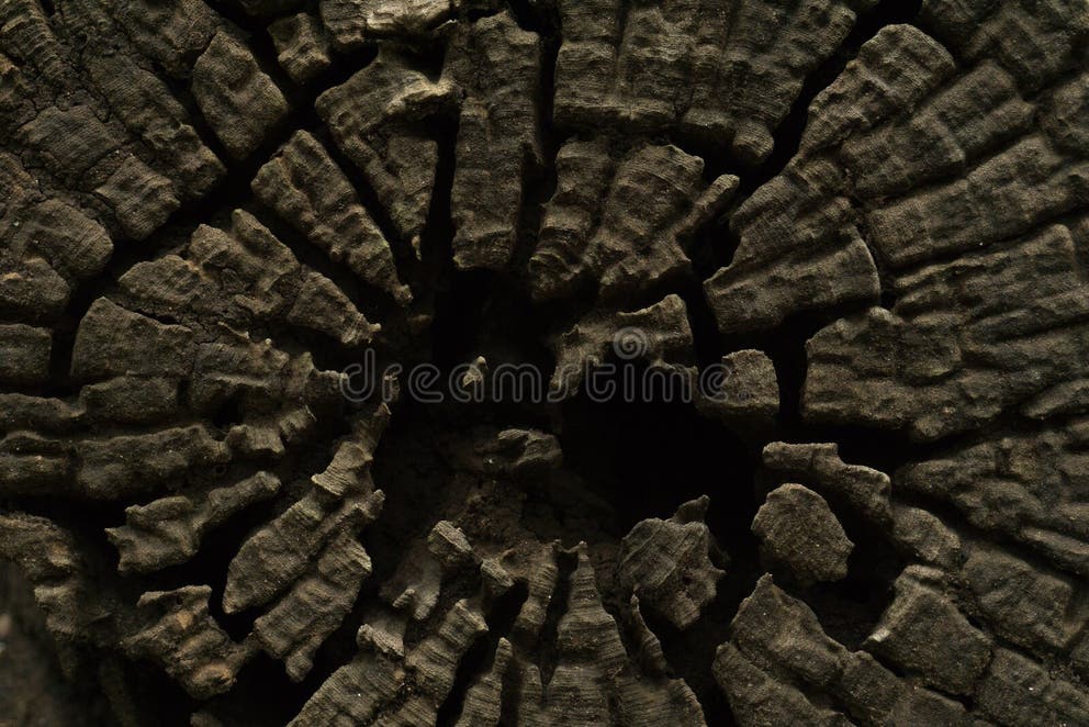 Transverse cut timber stock photo. Image of textured - 99979054