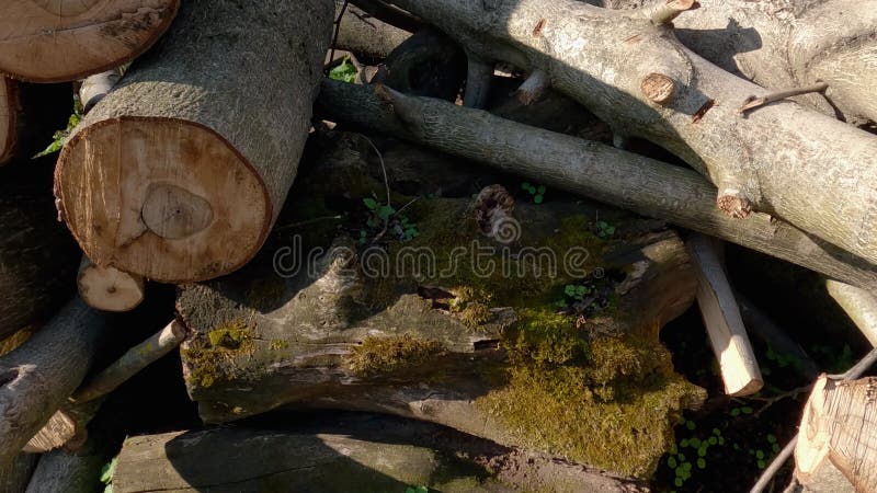 Transverse Cut of the Walnut Trees Trunks and Thick Branches Stock ...