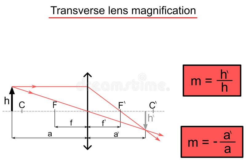 Transverse Lens Magnification Stock Illustration - Illustration of ...