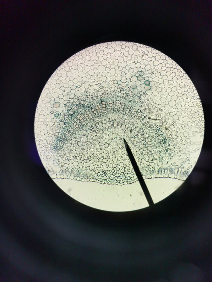 Transverse Section of an Allamanda Leaf Stock Image - Image of organ ...