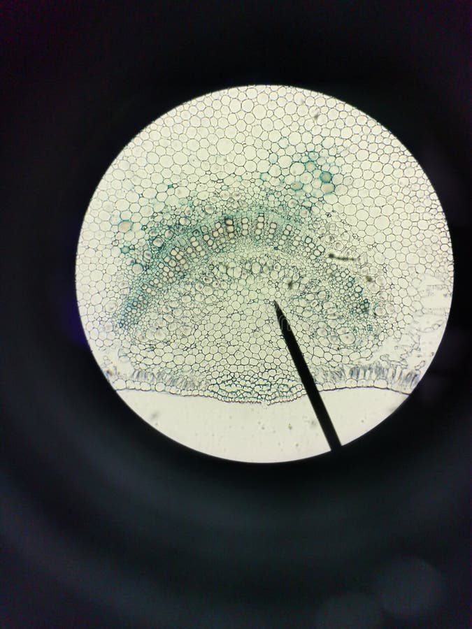 Dicot Transverse Section Stock Photos - Free & Royalty-Free Stock ...