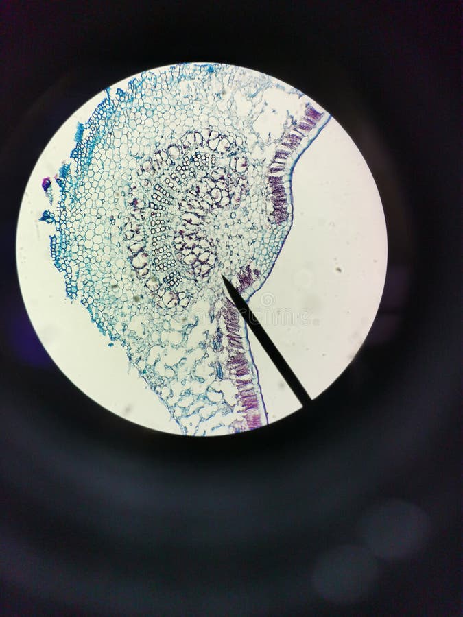 Dicot Transverse Section Stock Photos - Free & Royalty-Free Stock ...