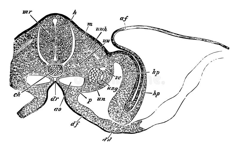 Transverse Section of an Embryo Chick, Vintage Illustration Stock ...
