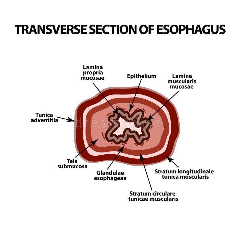 Esophagus Stock Illustrations – 9,052 Esophagus Stock Illustrations ...