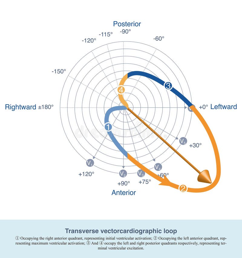 Transverse Vectorcardiographic Loop Stock Illustration - Illustration ...