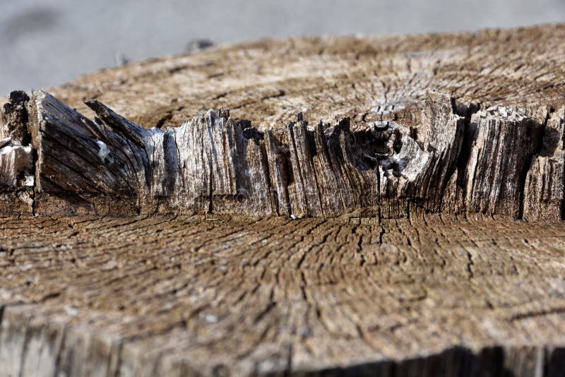 Transversely Cut Tree Trunk Rings and Scars Stock Image - Image of ...