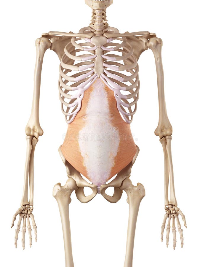 Transversus Abdominis Muscle Stock Illustration - Illustration of ...