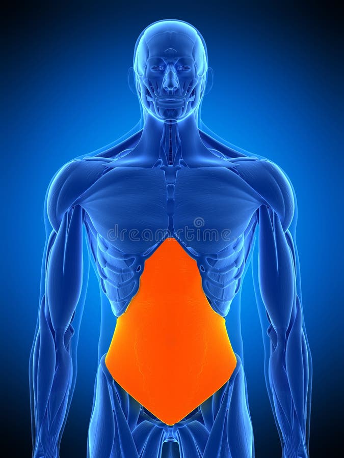 Transversus Abdominis Muscle Stock Illustration - Illustration of ...