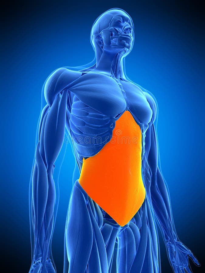 Transversus Abdominis Muscle 3d Medical Illustration Stock Vector ...