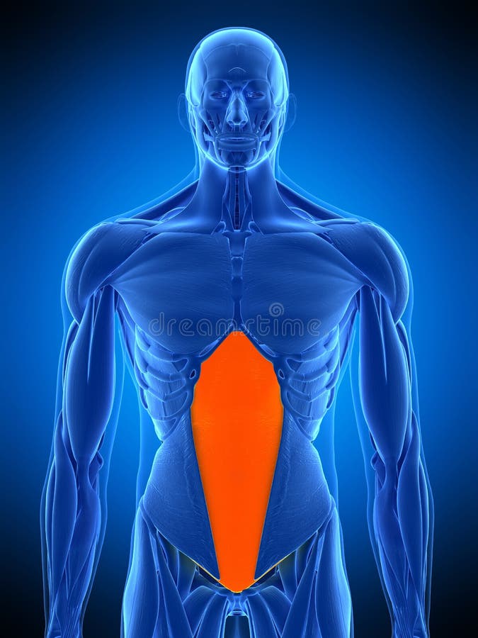 Transversus Abdominis Muscle Stock Illustration - Illustration of ...