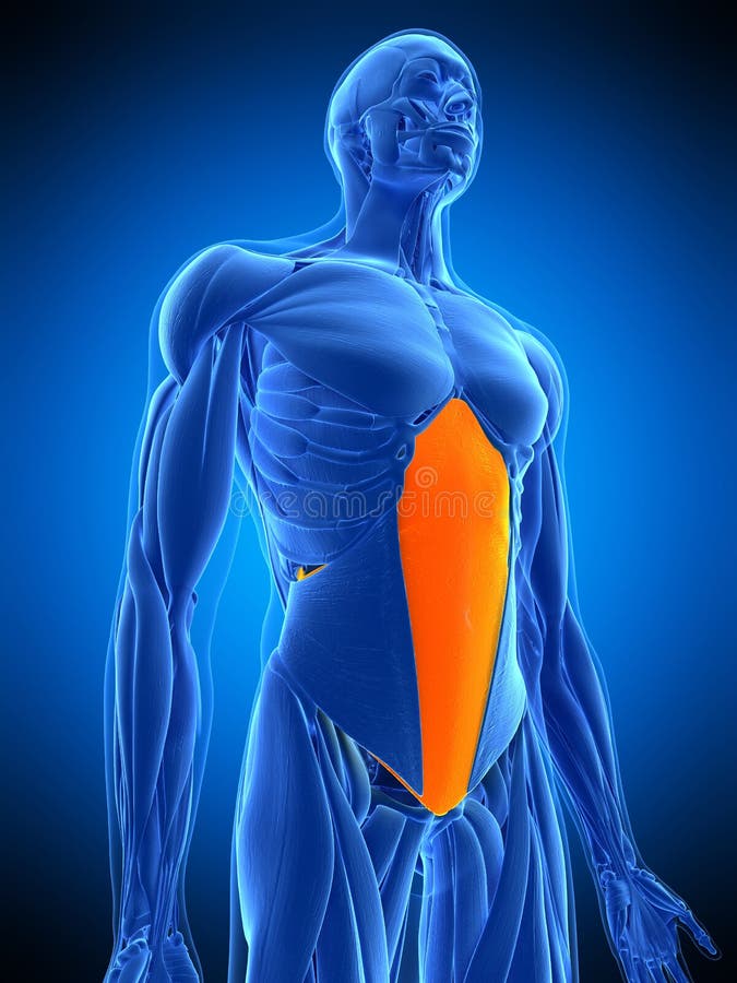 Transversus Abdominis Muscle Stock Illustration - Illustration of ...