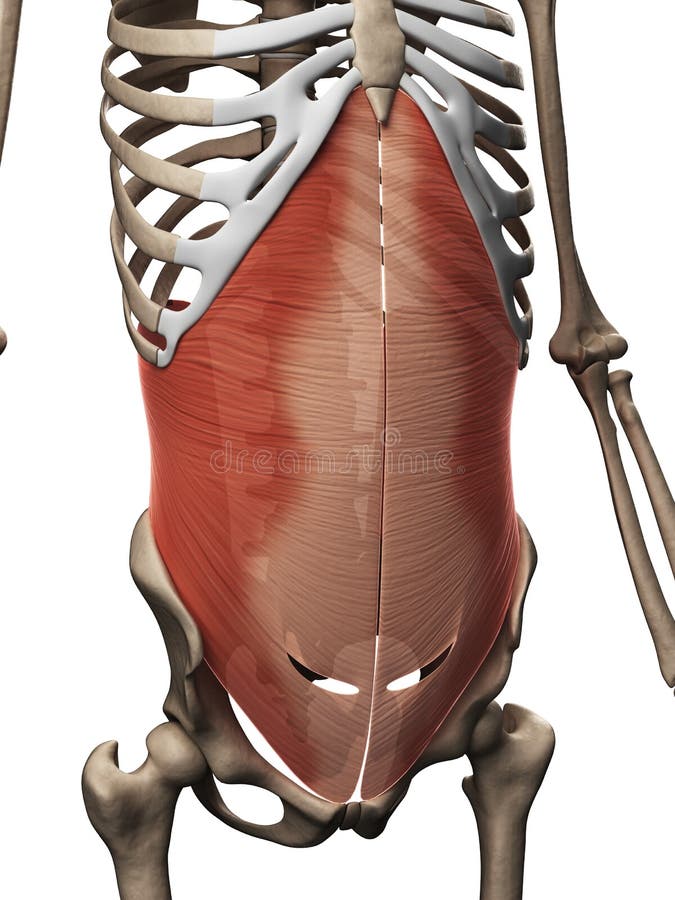 Transversus Abdominis Muscle Stock Illustration - Illustration of ...