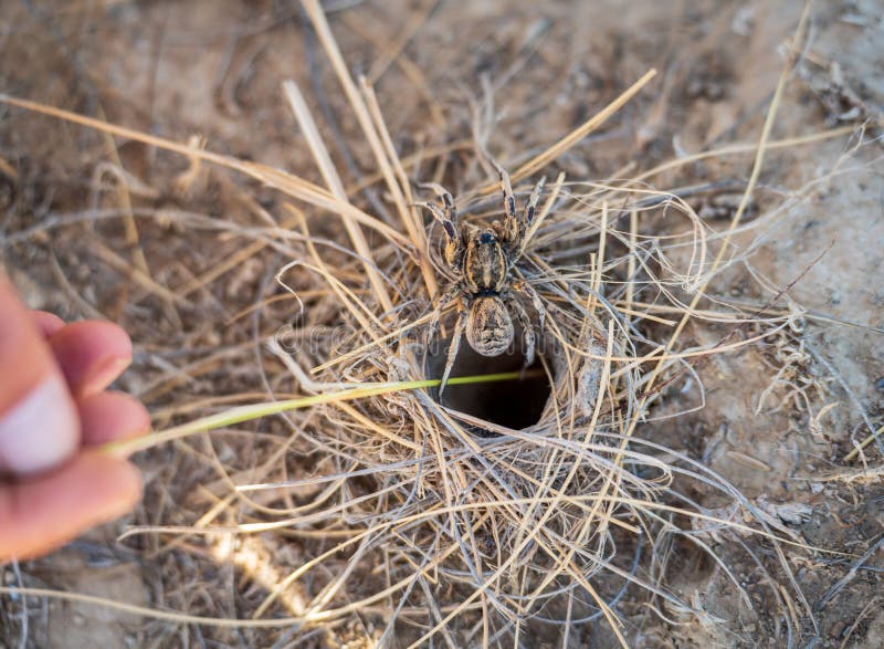 Trantula Spider Getting Out of the Nest Stock Photo - Image of disturb ...