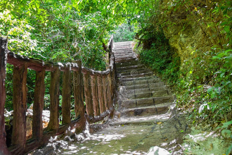 Trap aan bos stock foto. Image of kromme, onderzoek, groen - 32029828