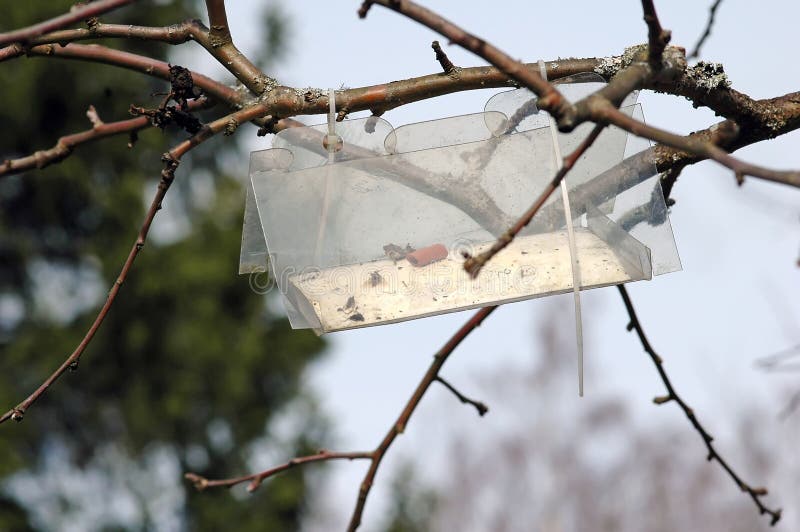 Trap for catching insects stock photo. Image of entrap - 39788328