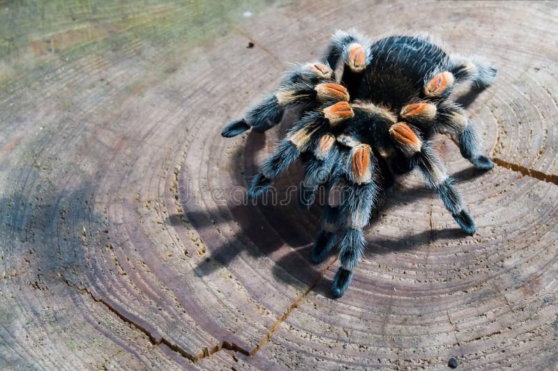 Trap-door spider stock photo. Image of black, light, lighted - 4545098