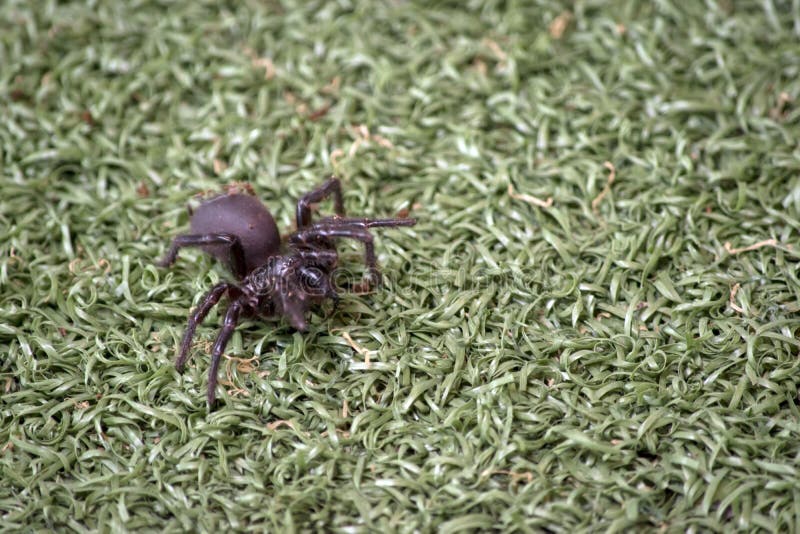 This is a trap door spider stock photo. Image of venomous - 182202700
