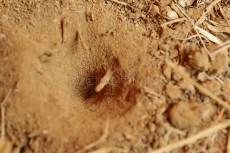 156 Elephant Trap Stock Photos - Free & Royalty-Free Stock Photos from ...