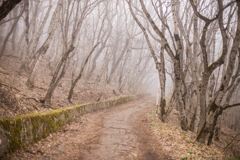 Trap in a foggy forest stock photo. Image of path, nature - 207510568