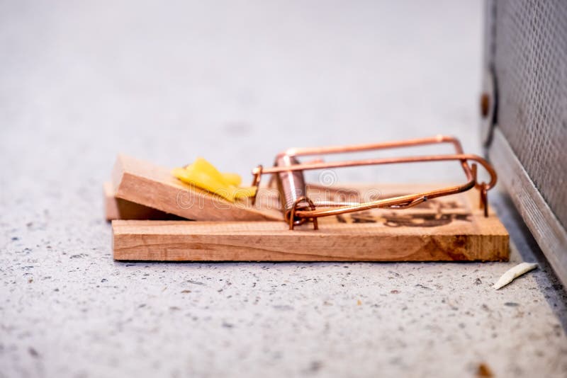 Trap Ready for the Mouse with Cheese Stock Photo - Image of animal ...