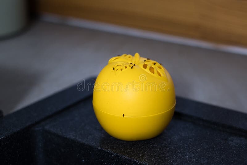 Trap for Small Flies in Kitchen Stock Photo - Image of food, reusable ...