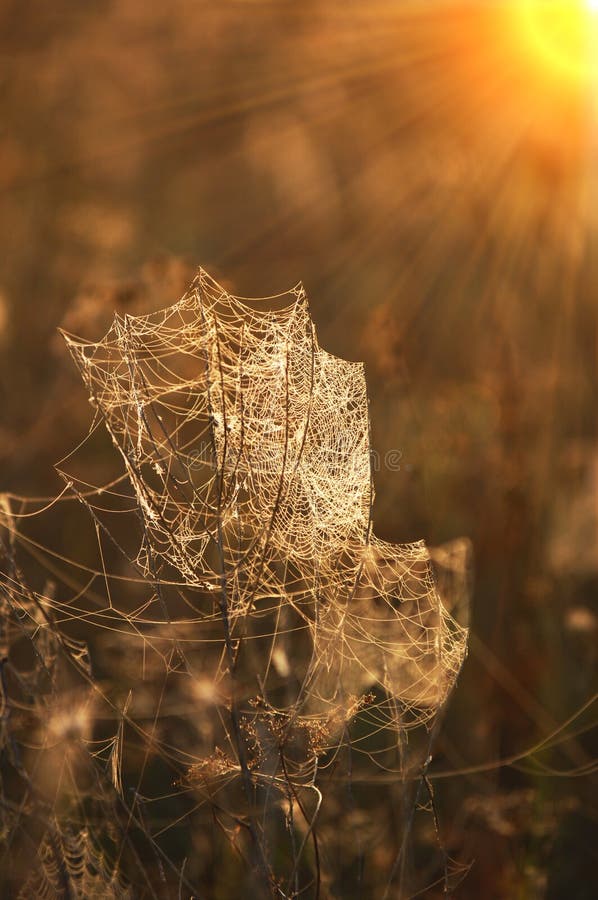 Trap, Snare, Hook, Pitfall, Catch, Cobweb. Woven Web of the Spider ...