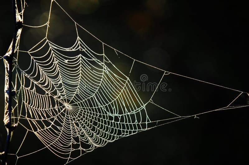 Trap, Snare, Hook, Pitfall, Catch, Cobweb. Woven Web of the Spider ...