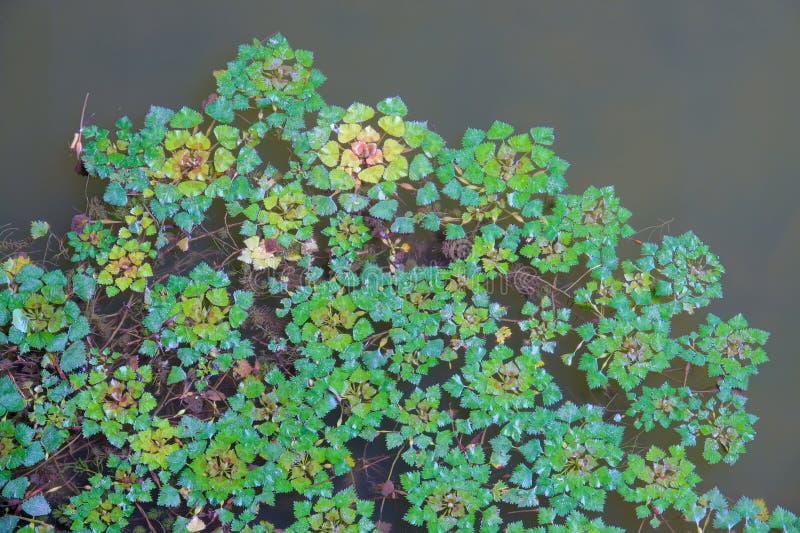 Trapa natans stock photo. Image of trapa, hydrophyte - 289794968