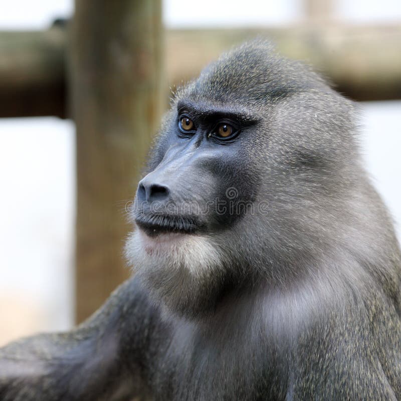 Trapano, Leucophaeus Di Mandrillo Immagine Stock - Immagine di animale ...